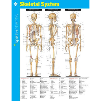 【】Skeletal System Sparkcharts