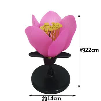 桃花模型 五花瓣 子房蕊放大 花的结构 生物教学仪器