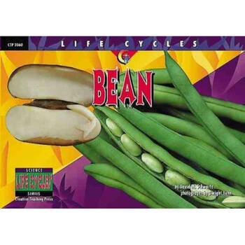 Bean