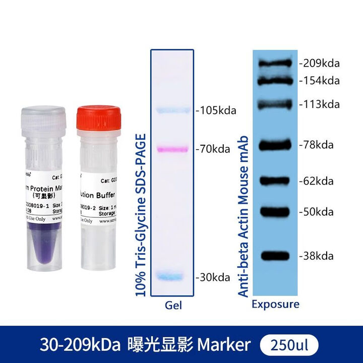 赛维尔 WB曝光可显影预染蛋白Marker 可同时结合二抗ECL胶片曝光 曝光显影marker30-209kDa G2088【图片 价格 品牌 ...
