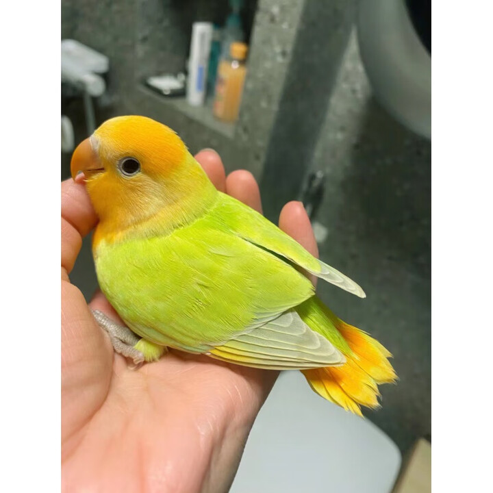 梦茜儿（MEXEMINA）限量手养牡丹鹦鹉活鸟雏鸟高纯紫罗兰幼小鸟宠物亲人好喂养 金头澳闪+喂养工具【图片 价格 品牌 报价】-京东