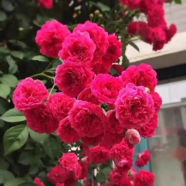 桐汝壁爬藤植物四季开花盆栽地栽庭院种植耐寒好养藤本浓香黄木香 红木香 高40-60厘米【图片 价格 品牌 报价】-京东