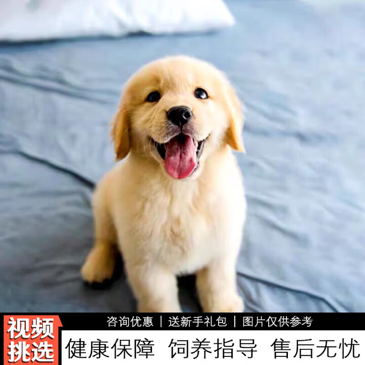 伊宠纯种金毛幼犬导盲犬巡回猎犬宠物狗狗活体小狗活物幼崽 宠物级 母【图片 价格 品牌 报价】-京东