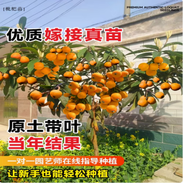 森越枇杷果苗无核砂糖枇杷苗无核枇杷树苗嫁接盆栽特大庭种植当年结果 3年精选苗2棵装适合大面积种植 81cm(含)-110cm(含)【图片 价格 ...