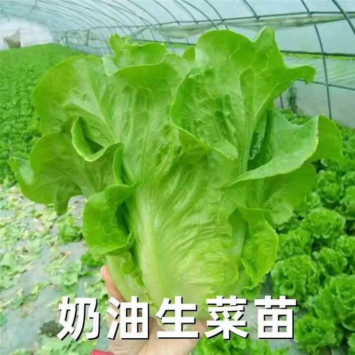 福顺德（FU SHUN DE）【新鲜意大利生菜秧苗】有头生菜正宗云南水培蔬菜耐寒耐热秧苗球 【奶油】生菜苗 买5棵送5棵【发10棵】带土发货 ...