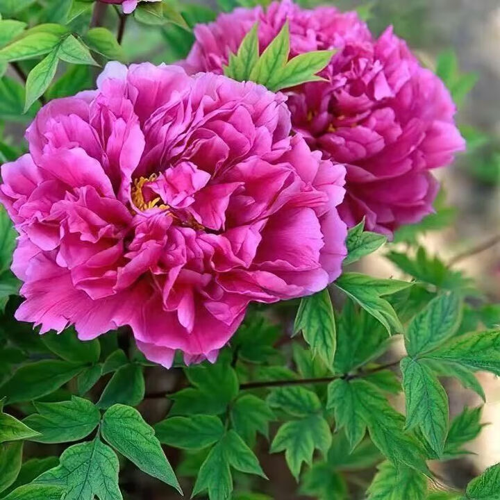 正宗洛阳产地大花牡丹花苗北方重瓣耐寒盆栽庭院树苗带芽四季可活 [洛阳基地直发]-洛阳红* 12.枝条以上*(优级超大苗)[整棵【图片 价格 ...