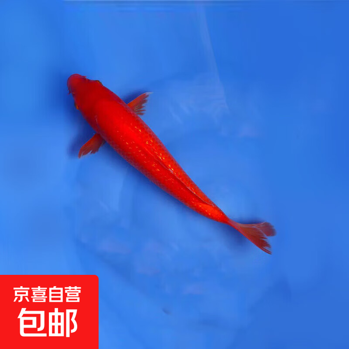 招财锦鲤鱼观赏鱼冷水黄金纯种正红白三色淡水好养耐活鱼粮鱼饲料 【好运】1条红金锦鲤10-15厘米【图片 价格 品牌 报价】-京东
