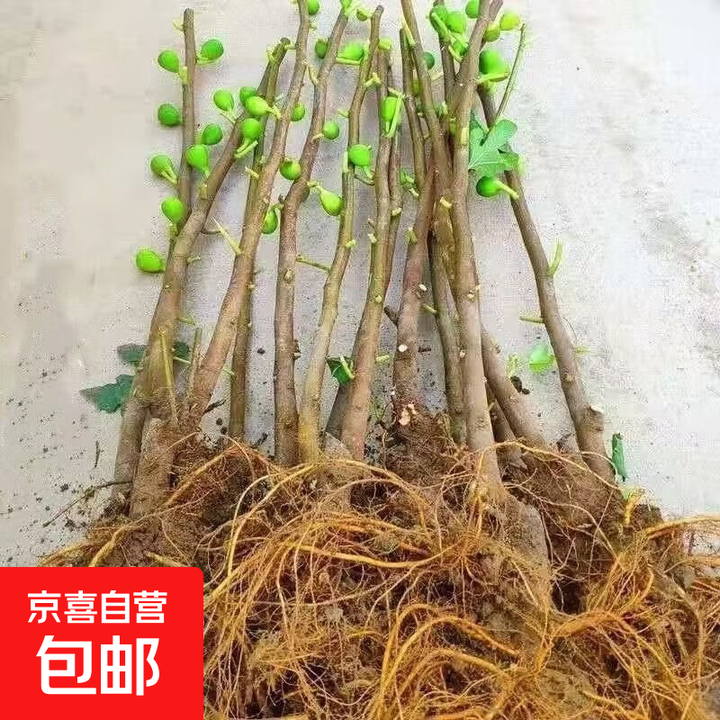 无花果树果苗盆栽特大果南方北方波姬红格莱斯无花果苗树当年结果 粗度1cm左右（隔年结果）【图片 价格 品牌 报价】-京东